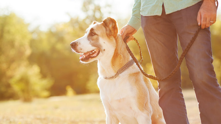 15 Steps to Becoming the Pack Leader - Specialty Dog Training™
