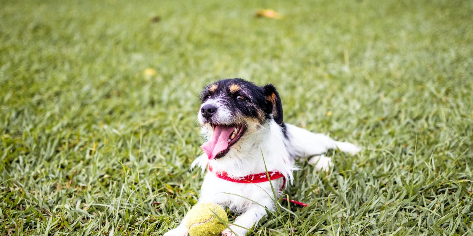 Training Puppies vs. Training Adult Dogs: Tailored Approaches for Every ...