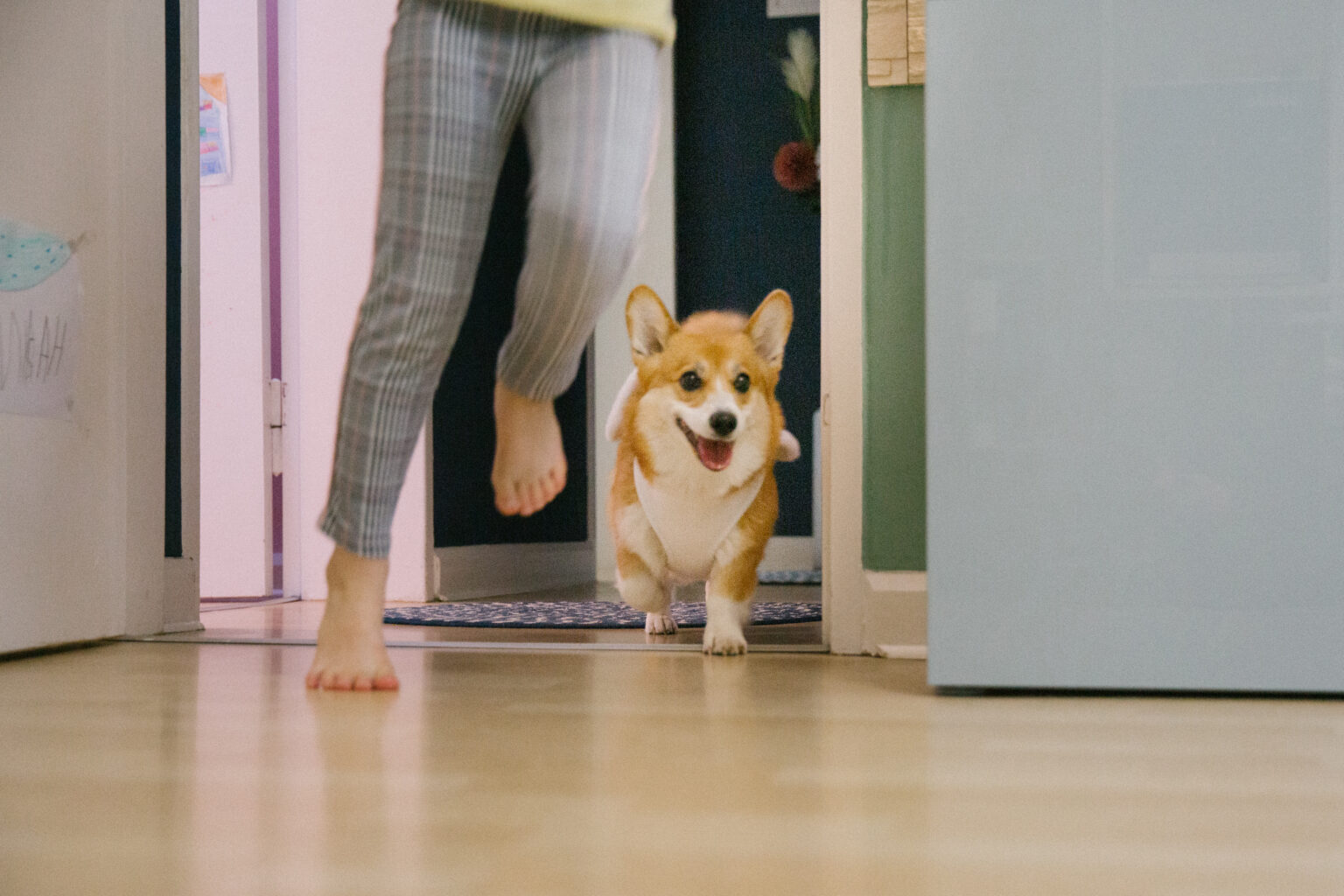 Teaching Your Dog to Play Hide and Seek: A Fun Indoor Activity ...