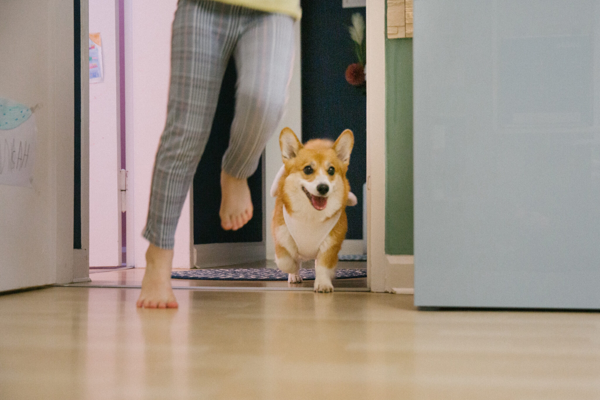 Teaching Your Dog to Play Hide and Seek: A Fun Indoor Activity ...