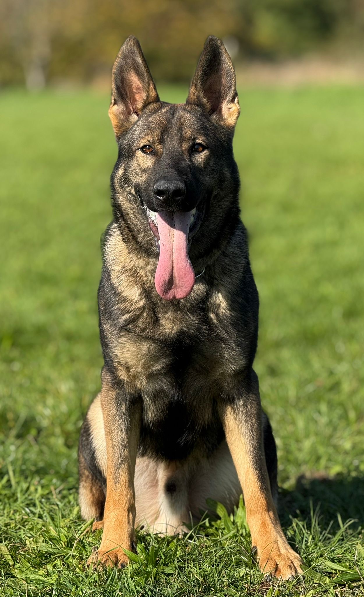 Adopt Finn - Personal & Family Protection Dogs For Sale dog available ...