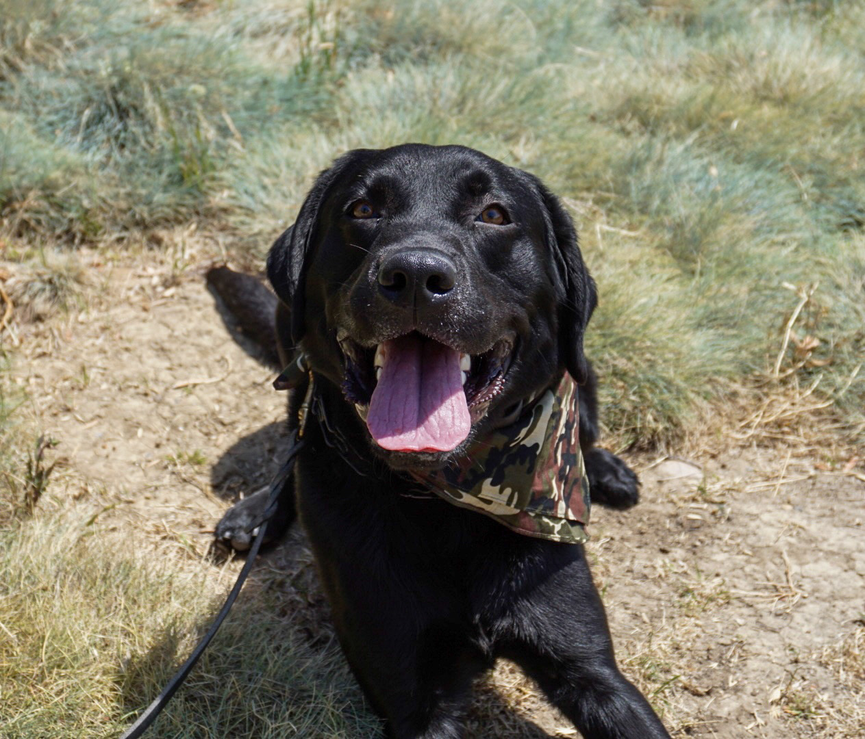 Specialty Dog Training: Pre-Trained Pet Dogs - Specialty Dog Training