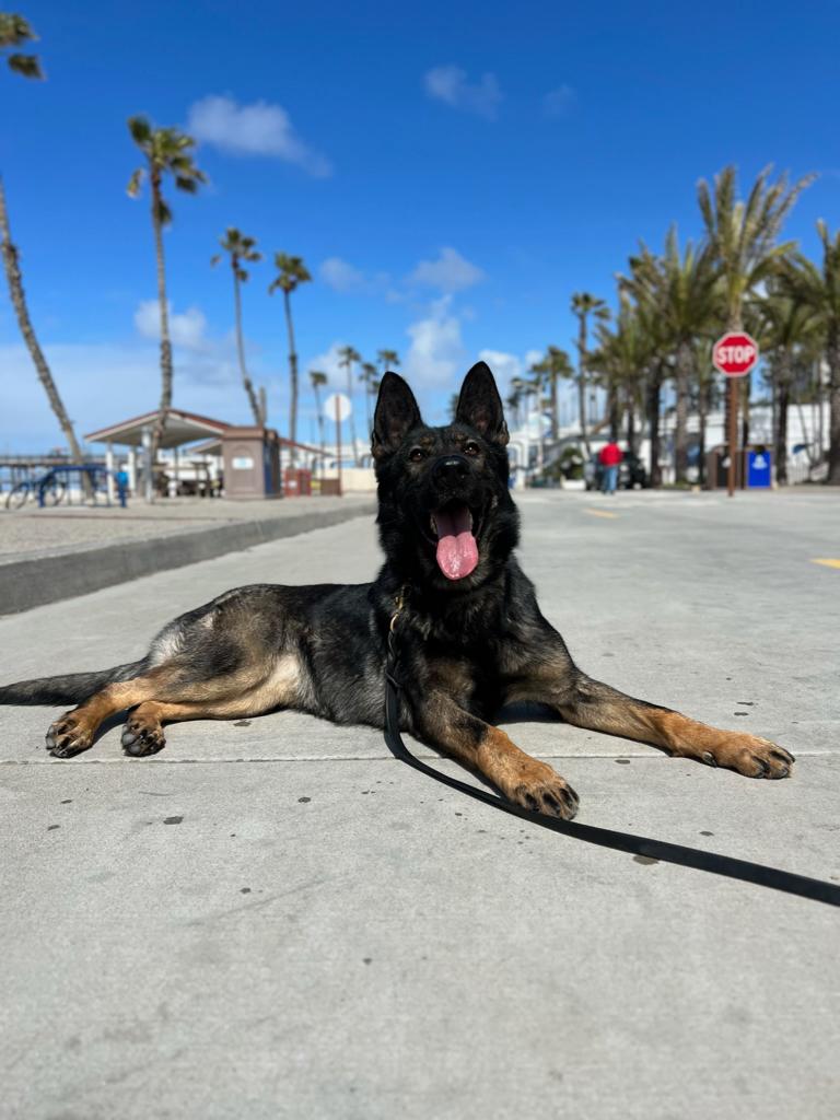 Personal Protection Dogs: The Perfect Blend of Security and ...