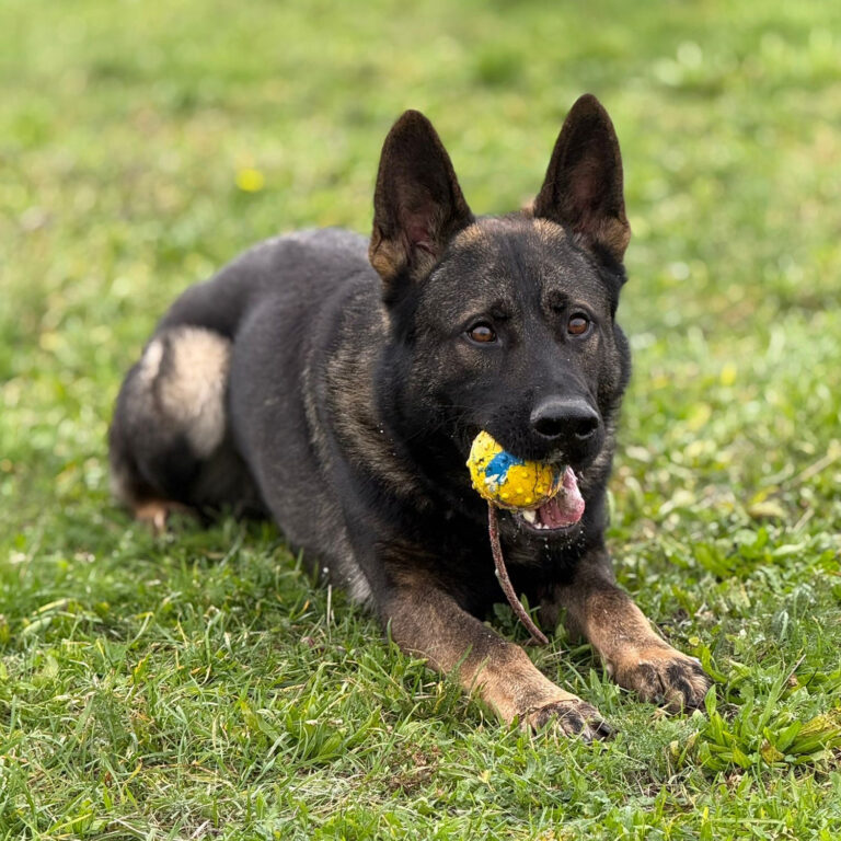 Building Confidence in Dogs: Lessons, Games, and Training Plan ...