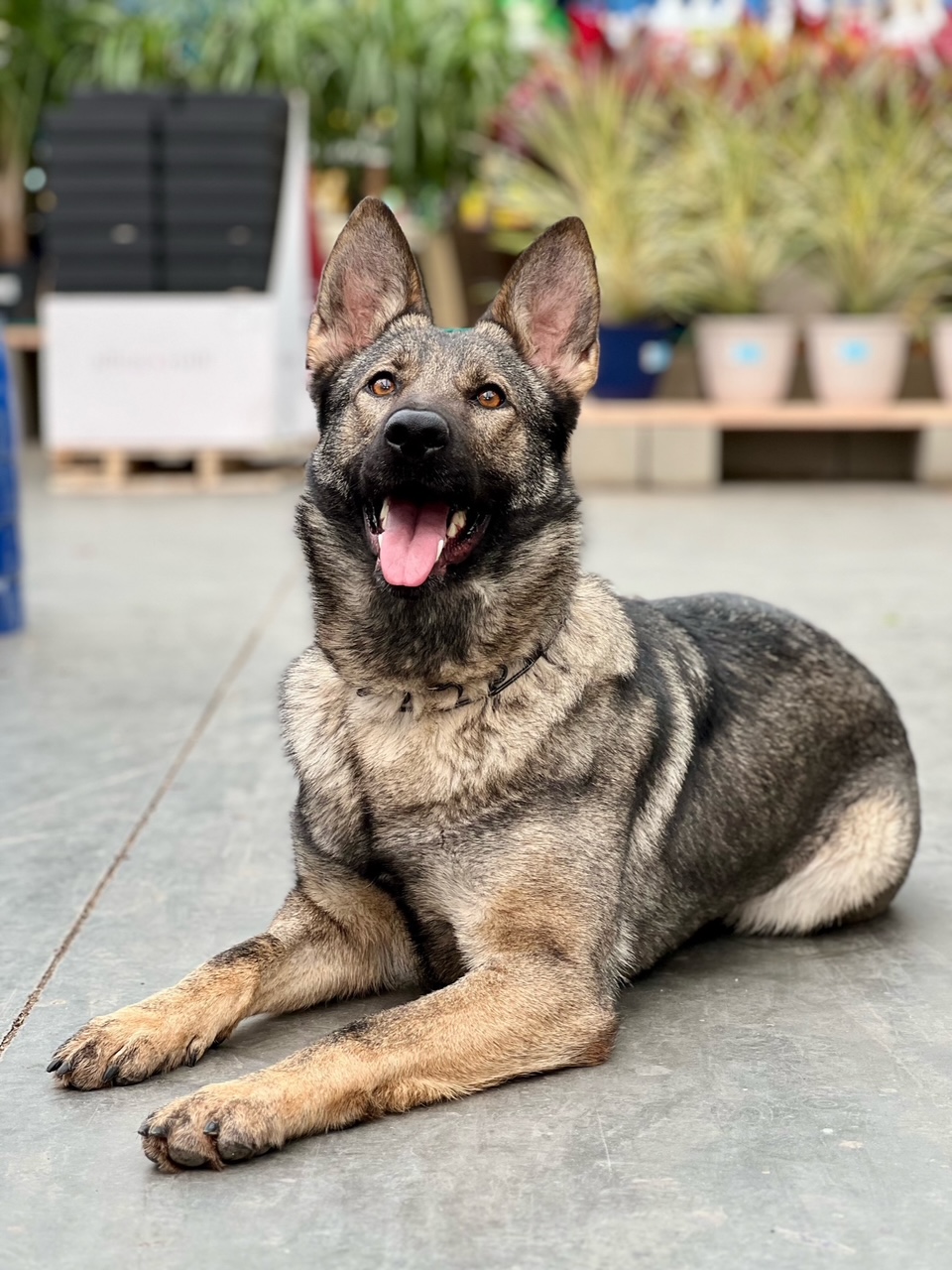 Family Integration: Bringing a Trained Dog Home - Specialty Dog Training